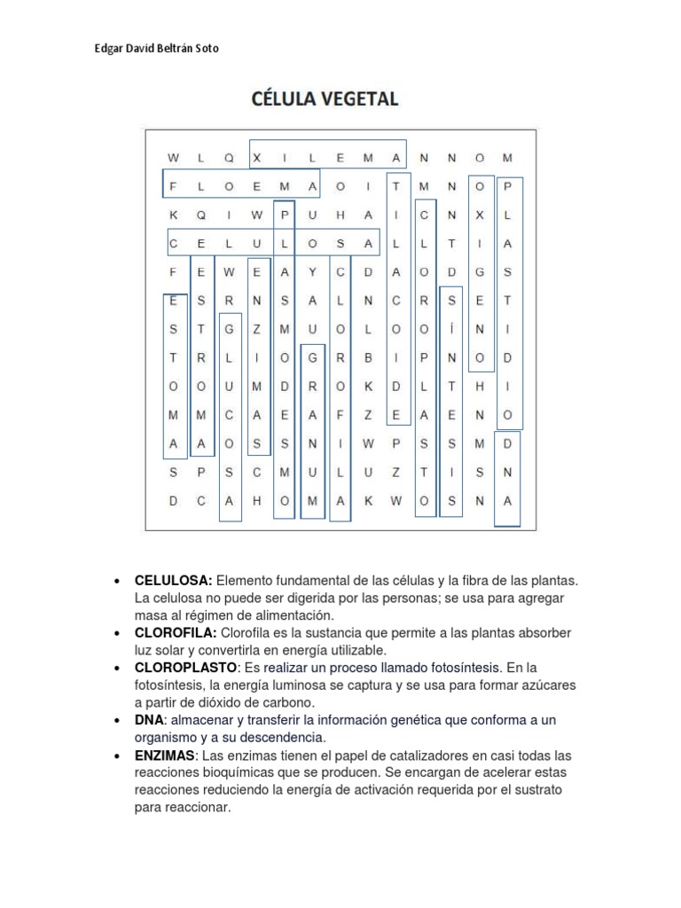 Sopa de letras: Célula vegetal | PDF