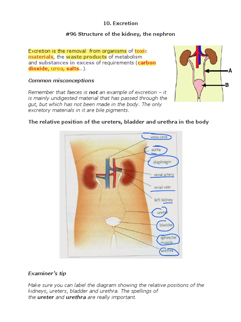 Biology Exam Prep: Excretion | PDF | Kidney | Urinary System