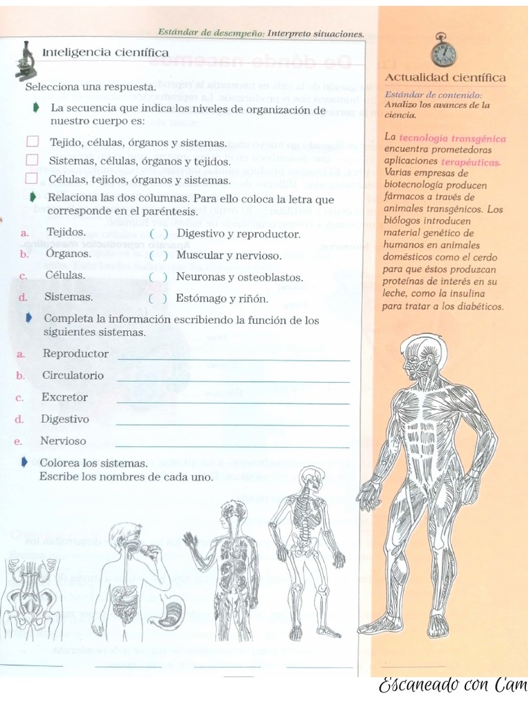 Sistemas del cuerpo humano | PDF