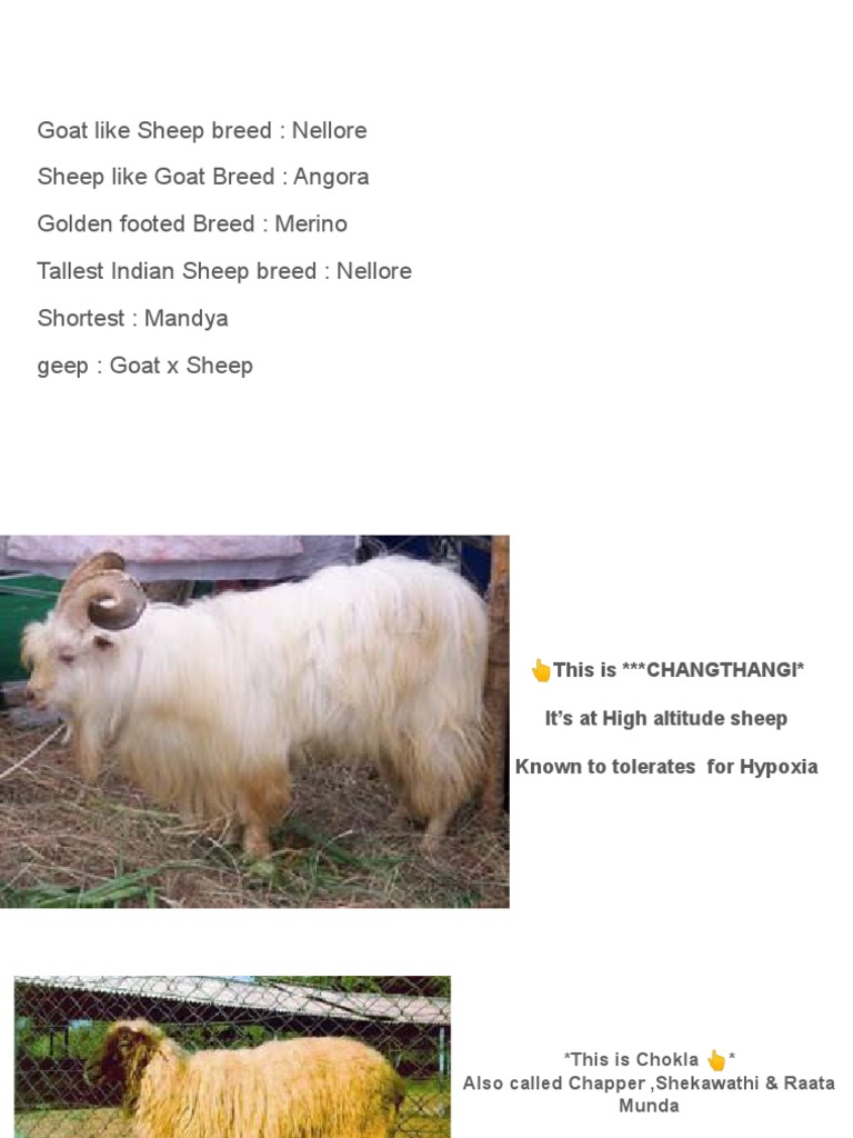 Sheep Breed | PDF