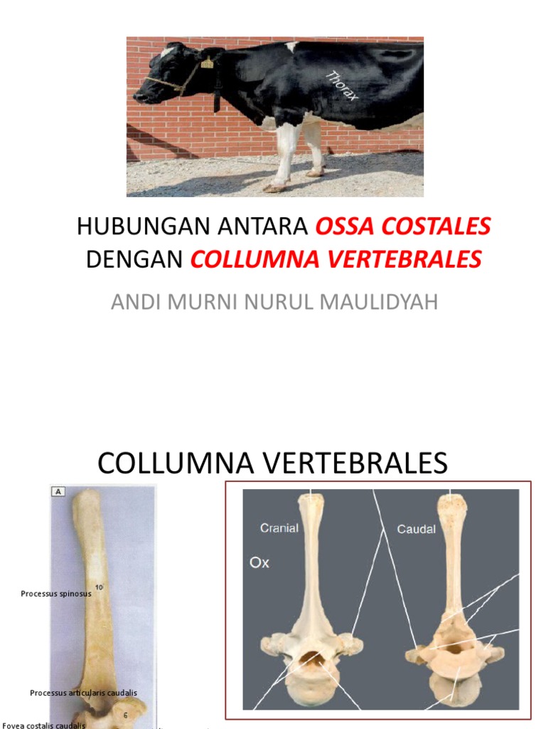 Hubungan Antara Ossa Costales Dengan Collumna Vertebrales | PDF