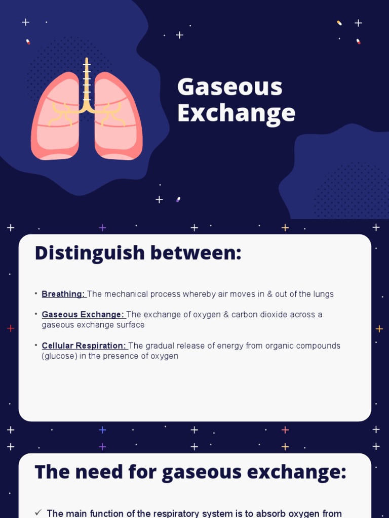 6) Gaseous Exchange | PDF | Lung | Respiratory Tract