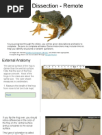 Anatomy of Frogs: Internal Structures | PDF | Digestion | Frog