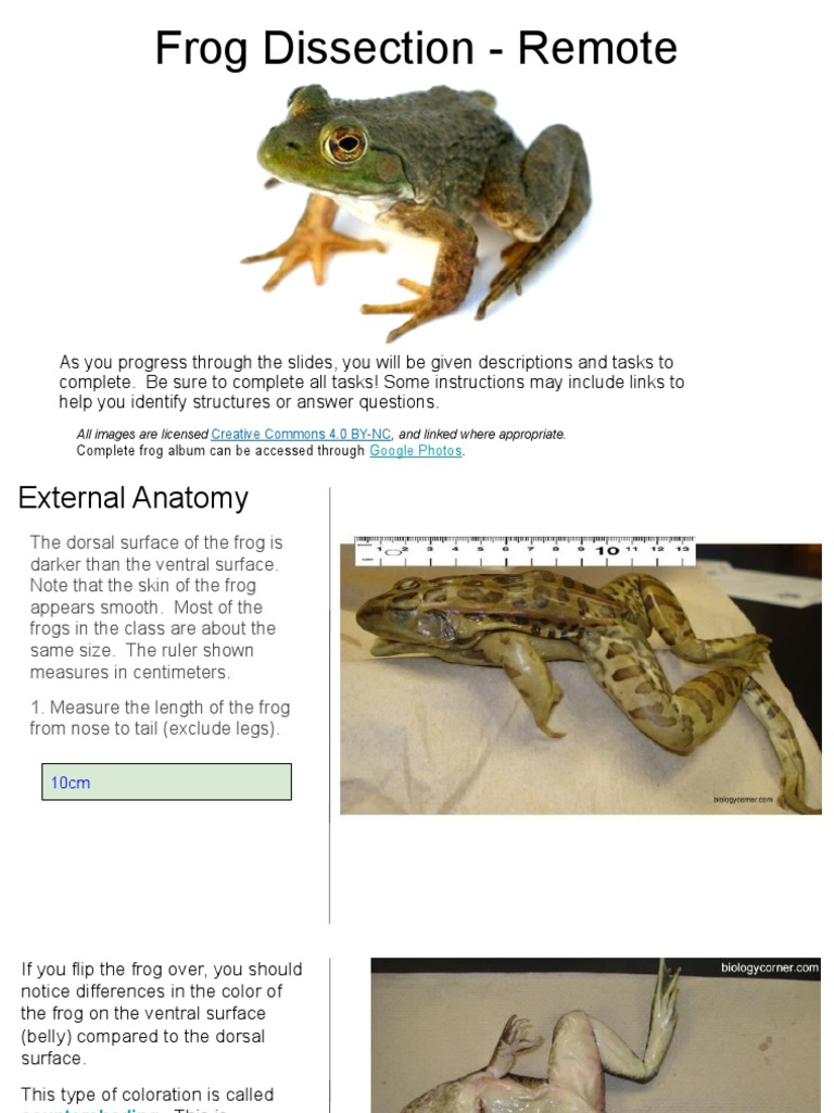 Copy+of+AM+ +Frog+Dissection+ (Remote) | PDF | Stomach ...