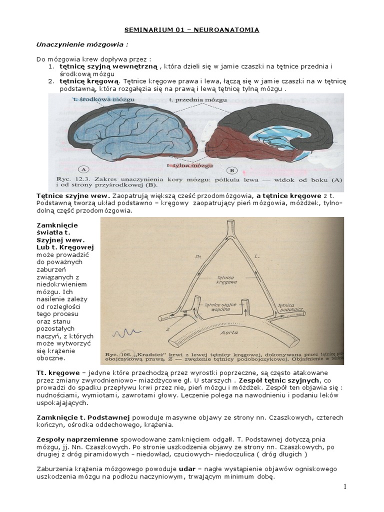 Sem 01 - Neuroanatomia | PDF