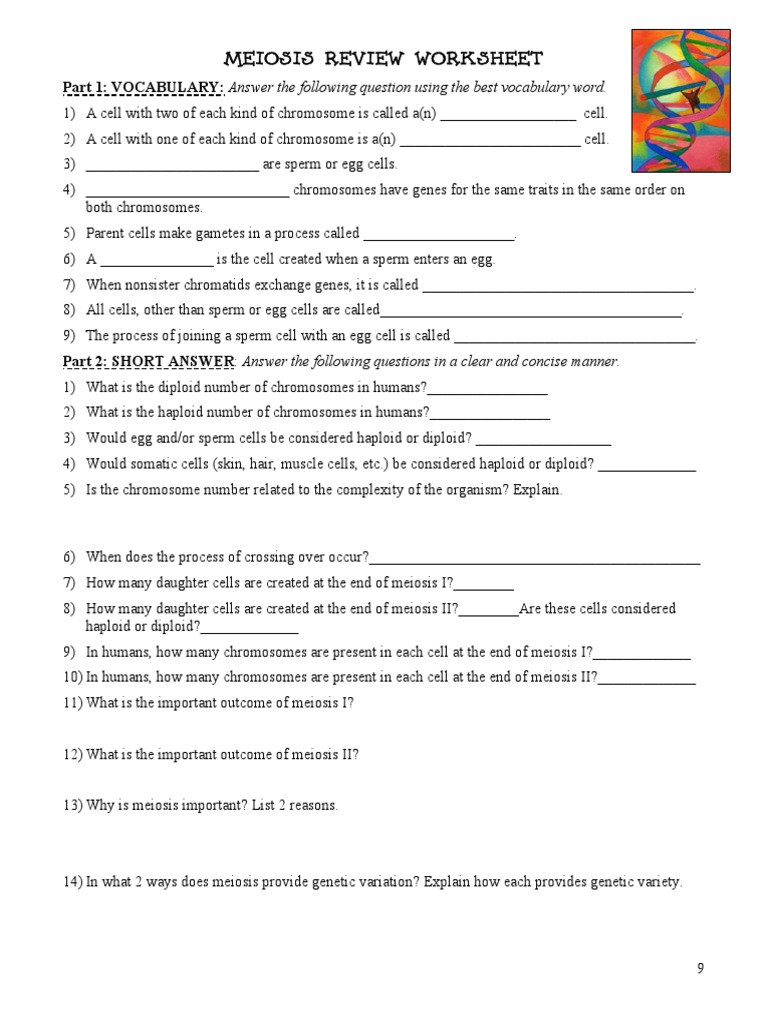 Mitosis and Meiosis Worksheet | PDF | Ploidy | Meiosis