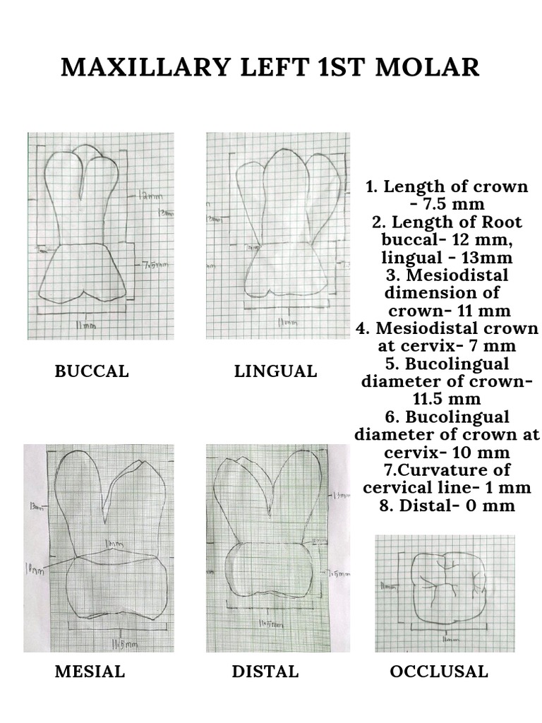 Maxillary Left 1st Molar Dimensions | PDF | Home & Garden | Wellness