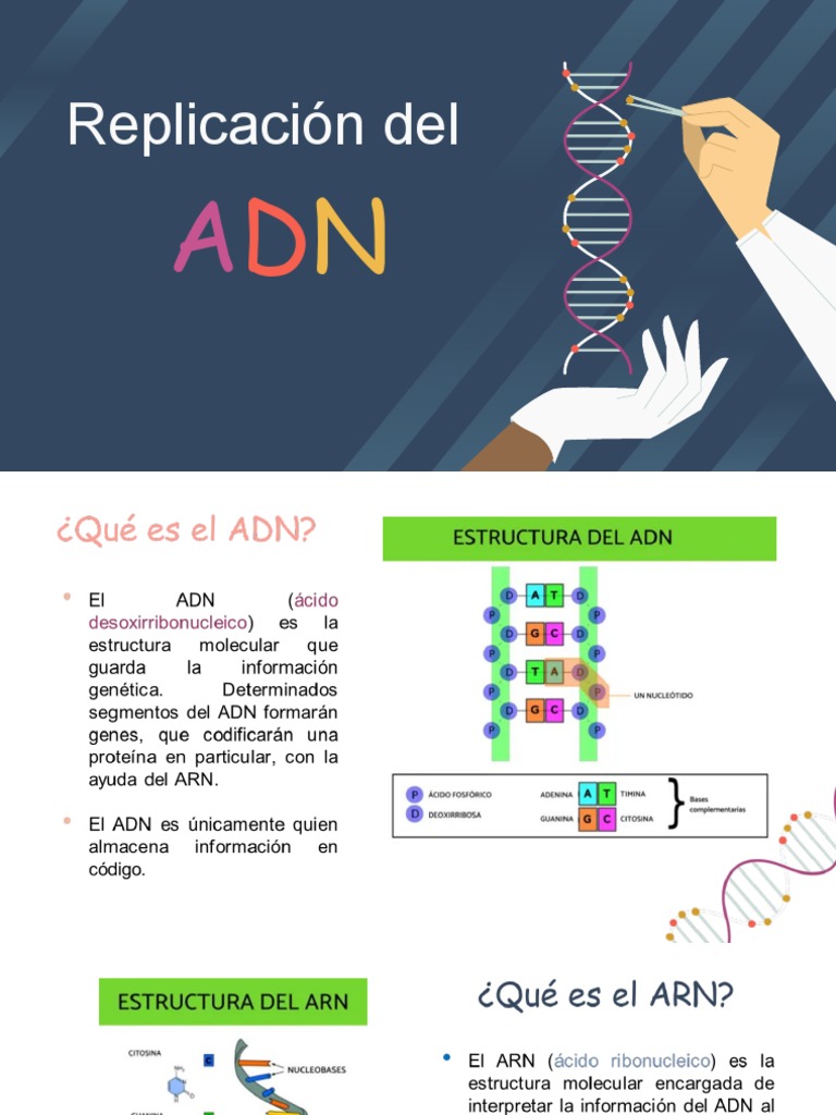 Replicación Del | PDF | Adn | Replicación De Adn