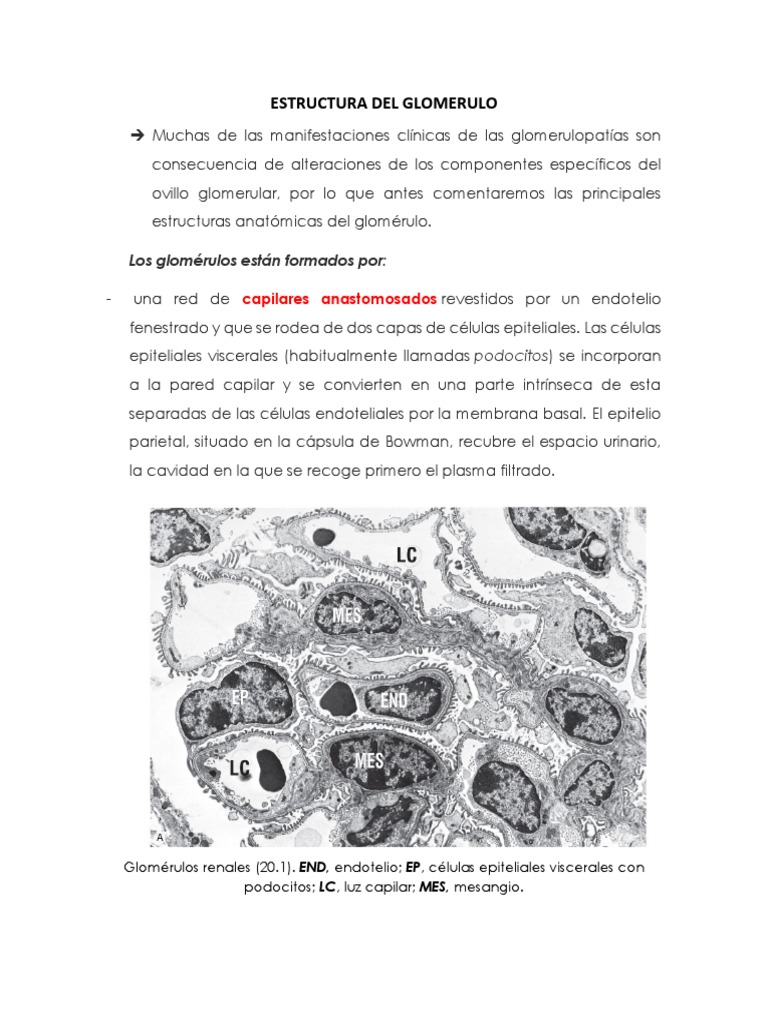 Estructura Del Glomerulo | PDF | Medicina CLINICA | Especialidades Medicas