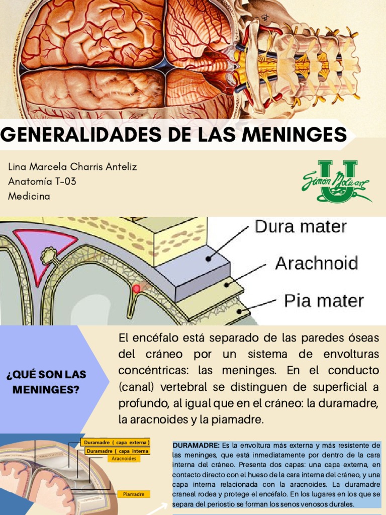 MENINGES | PDF | Médula espinal | Neurociencia