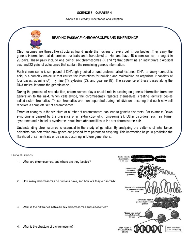 Chromosomes & Cell Division Basics | PDF | Meiosis | Ploidy