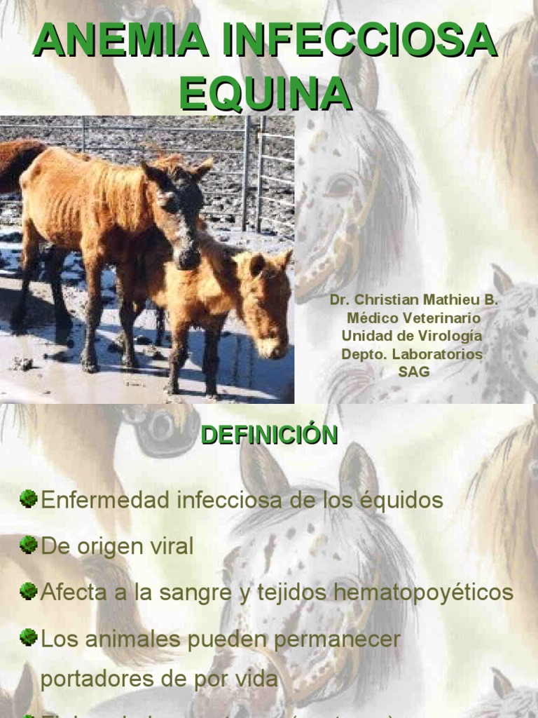 Anemia Infecciosa Equina | PDF | Sangre | Virus