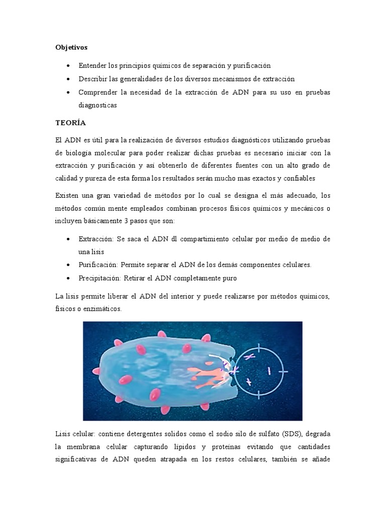 extracción de ADN | PDF | Proteínas | Adn