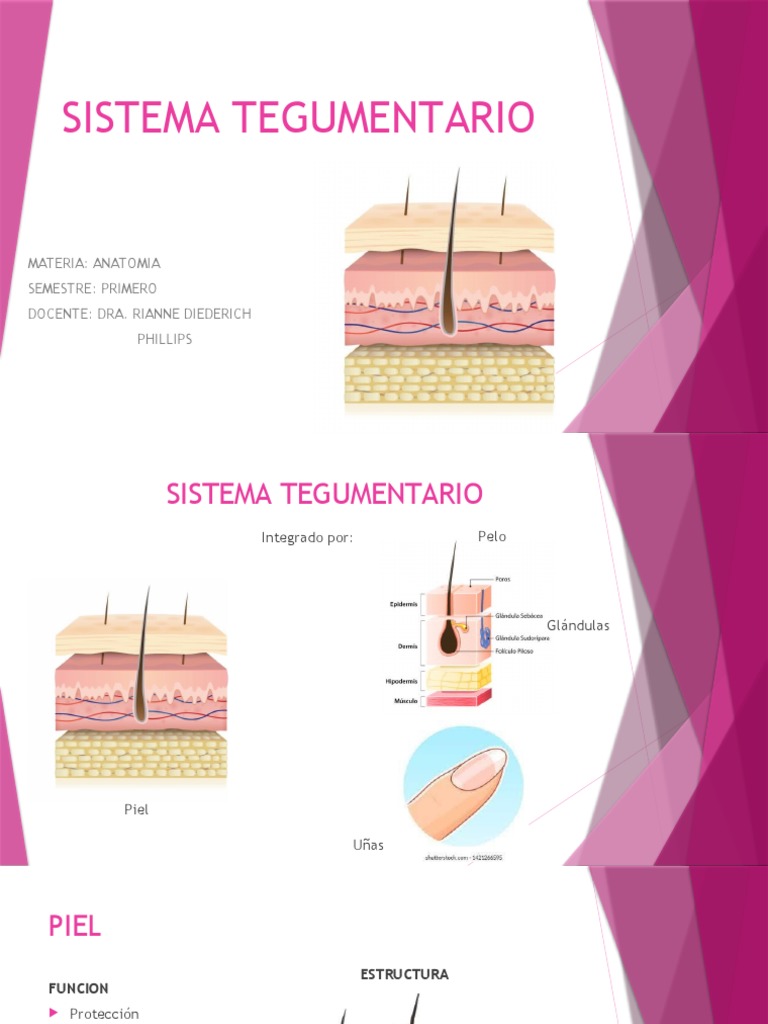 Anatomía del Sistema Tegumentario | PDF | Tejido conectivo | Sistema ...