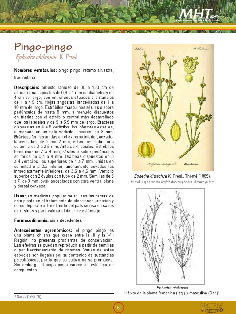 Pingo Pingo | PDF | Botánica | Plantas