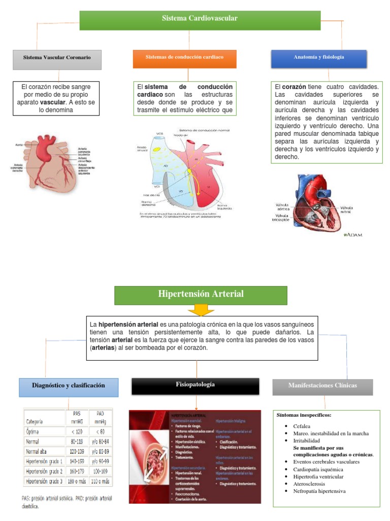 Sistema Cardiovascular Mapas | PDF | Corazón | Sistema circulatorio