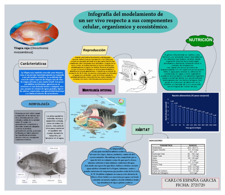 Infografía Del Modelamiento de Un Ser Vivo Respecto A Sus Componentes ...