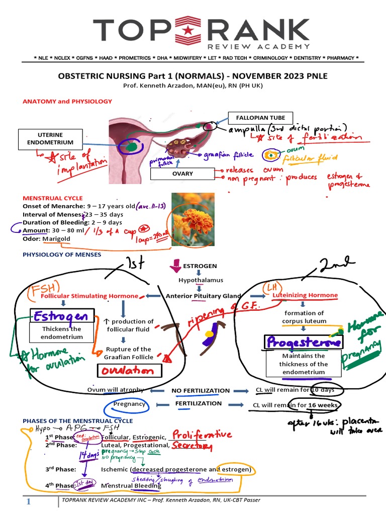 Obstetric Nursing Overview by Kenneth Arzadon | PDF | Menstrual Cycle ...