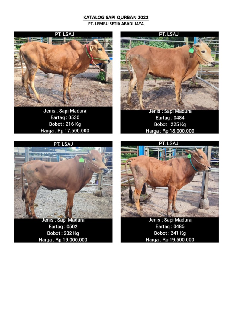 Katalog Sapi Madura 2022 | PDF