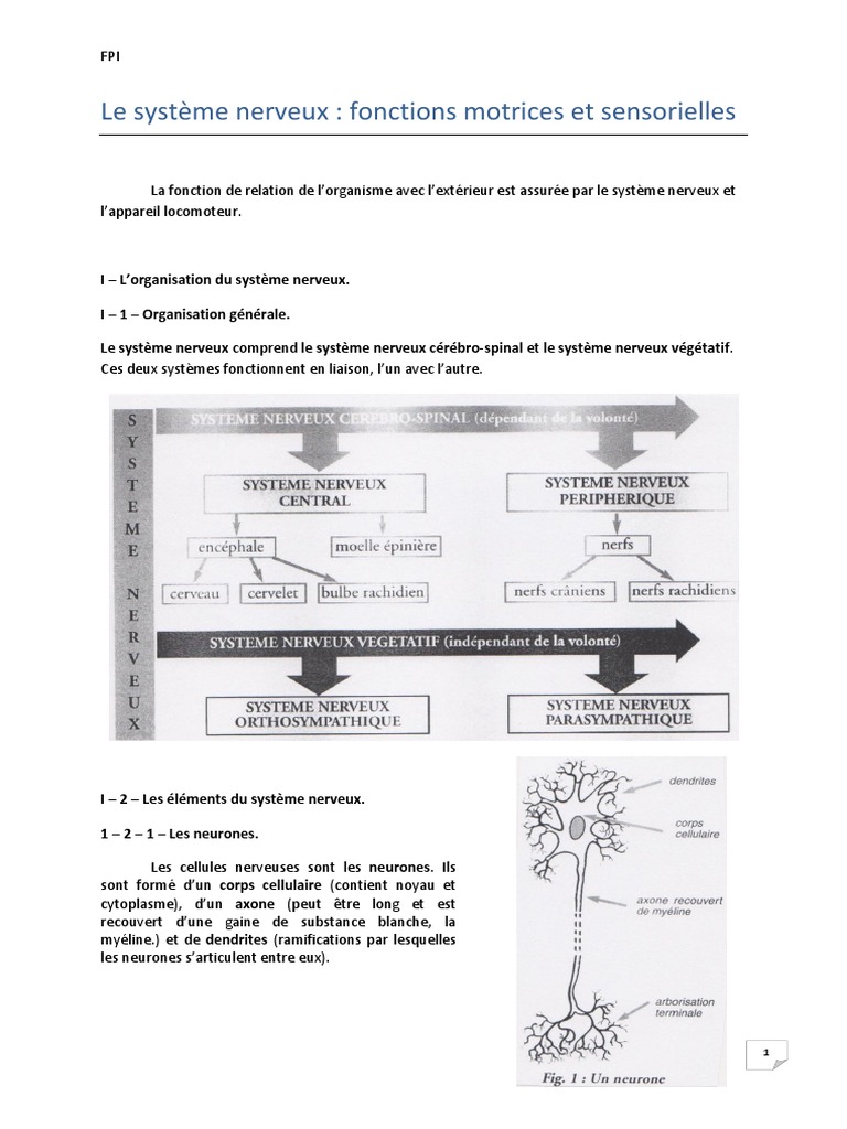Organisation et Fonctions du Système Nerveux | PDF | Système nerveux | Nerf