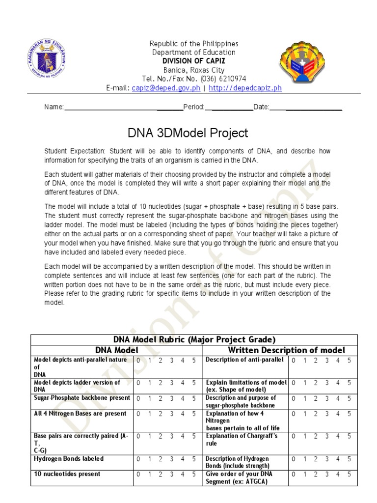 Rubrics 3D Dna Modelling | PDF | Dna | Base Pair