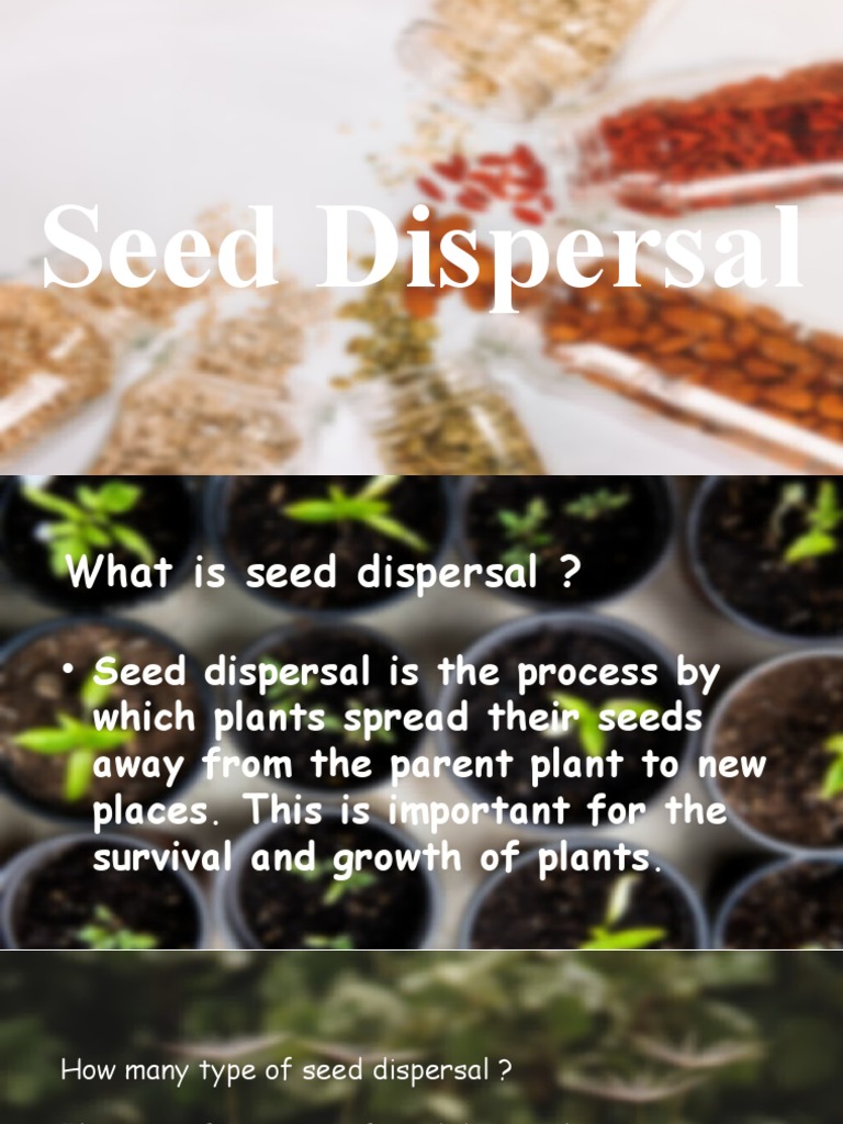 Seed Dispersal | PDF