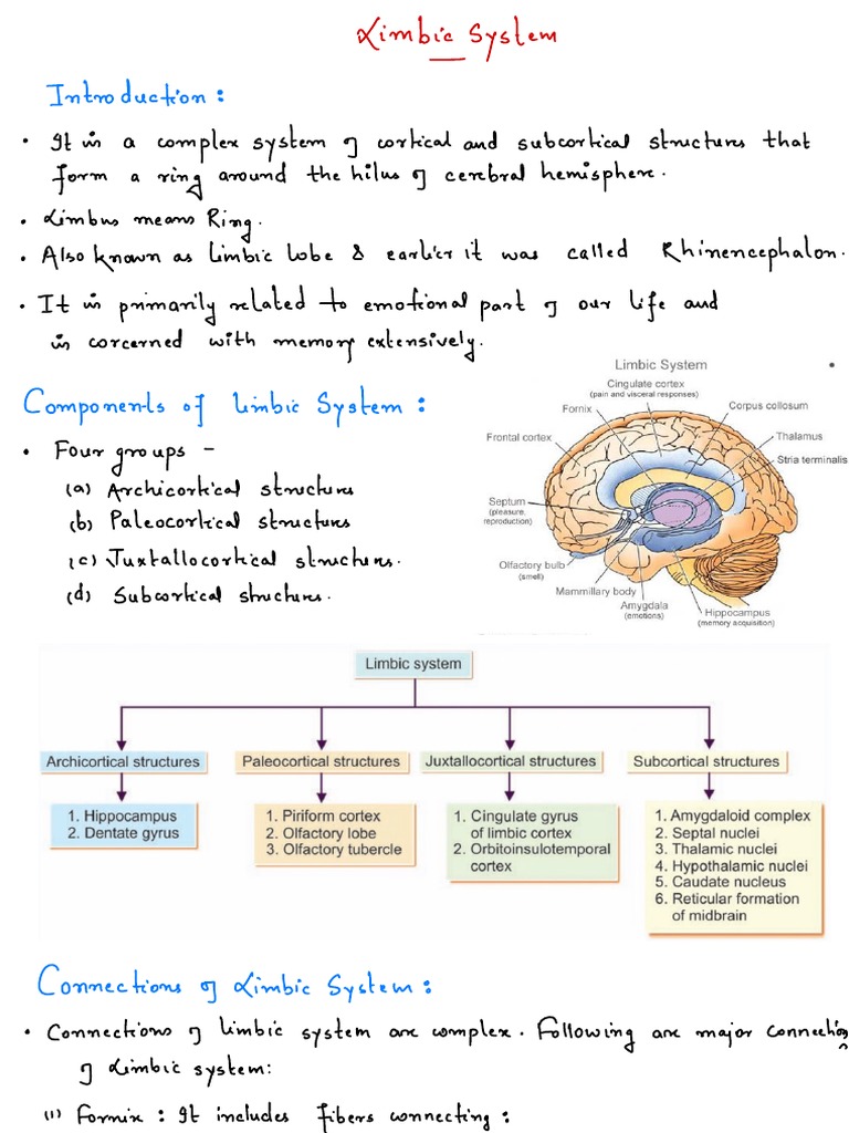 Limbic System | PDF | Limbic System | Cerebral Cortex