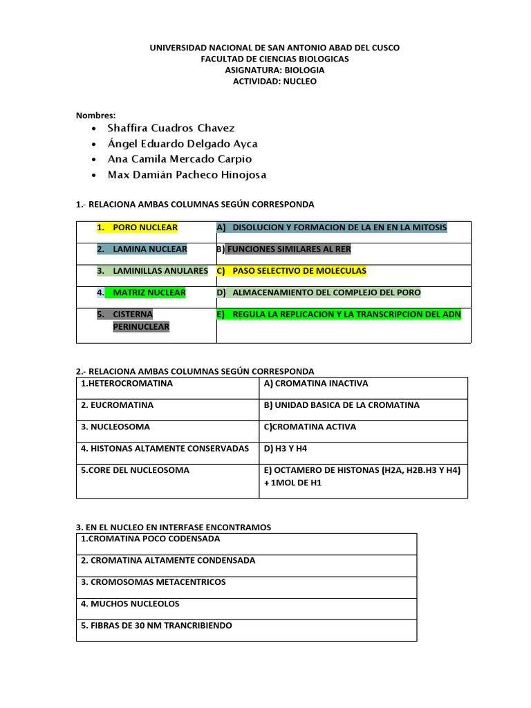 Actividad Nucleo | PDF | Cromatina | Cromosoma