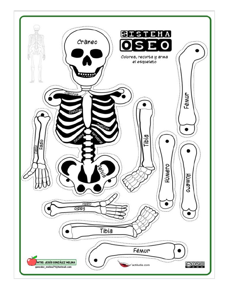 Esqueleto | PDF
