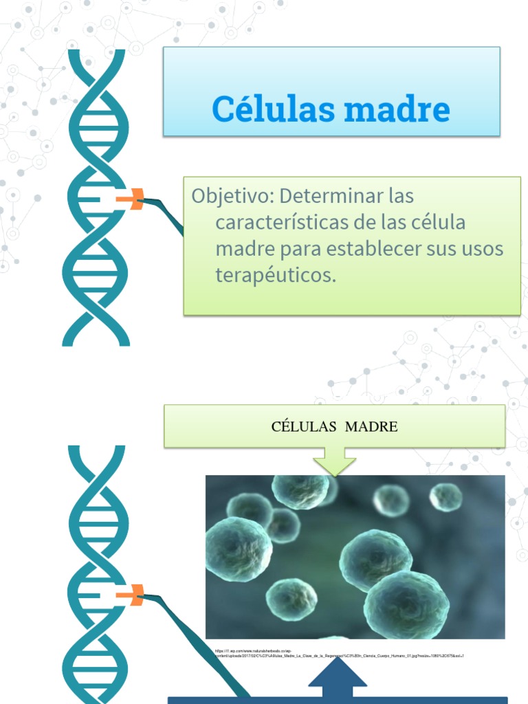 1-G - Células Madre | PDF | Célula madre | Embrión