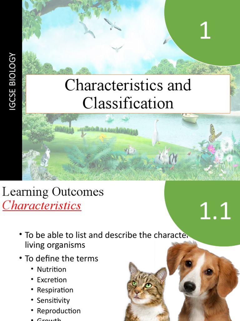 Classification IGCSE | PDF | Leaf | Plant Stem