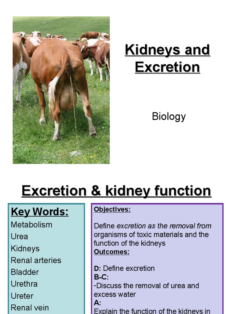 Kidney Function in Excretion Explained | PDF | Kidney | Organ (Anatomy)