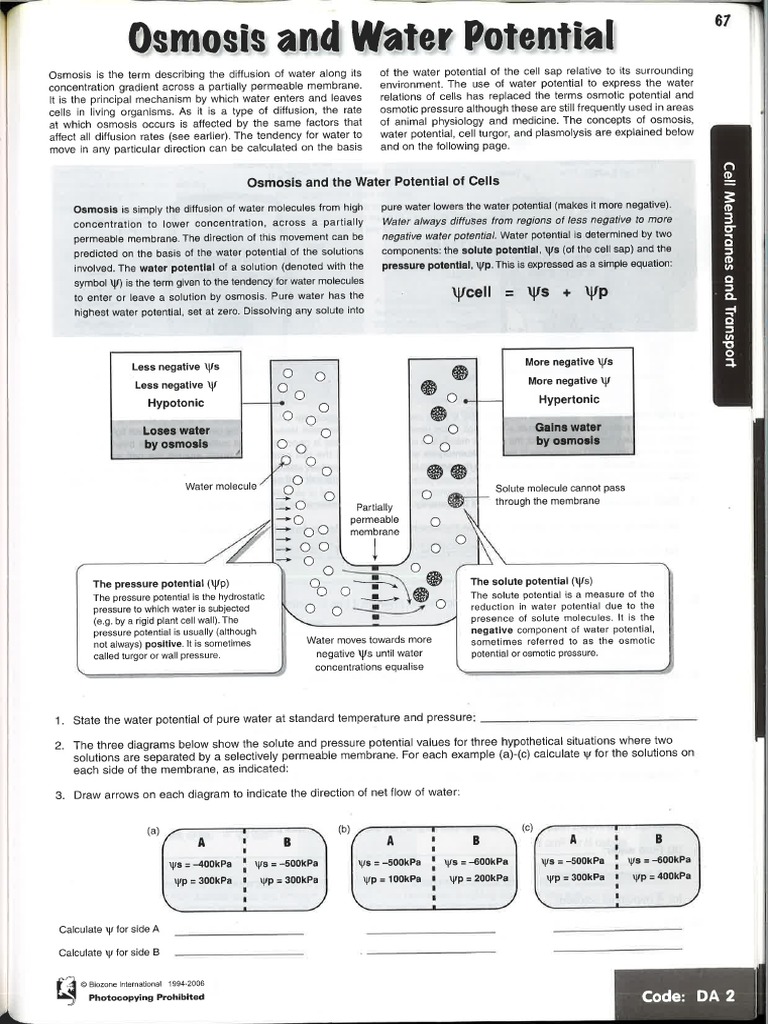 Osmosis - Worksheet | PDF