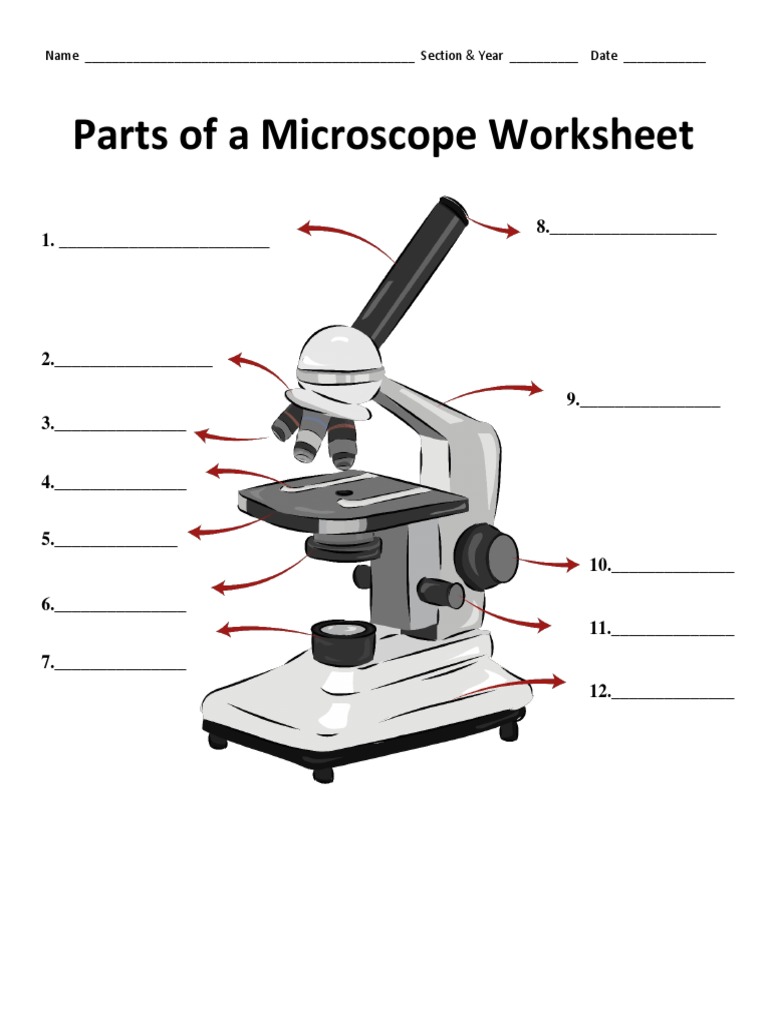 Parts of a Microscope Worksheet | PDF