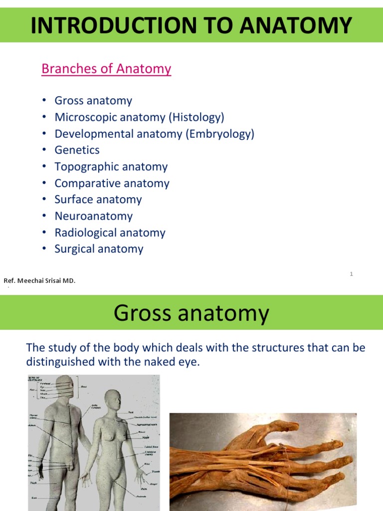 Anatomy | PDF | Anatomical Terms Of Motion | Anatomy