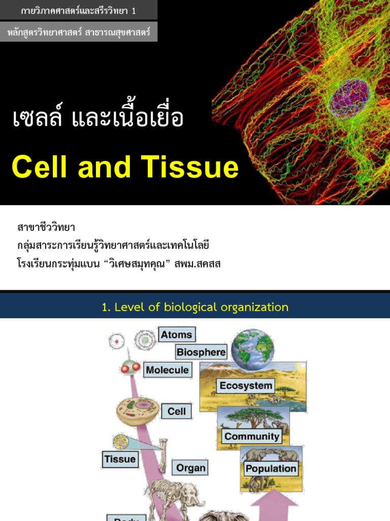 Cell and Tissue | PDF