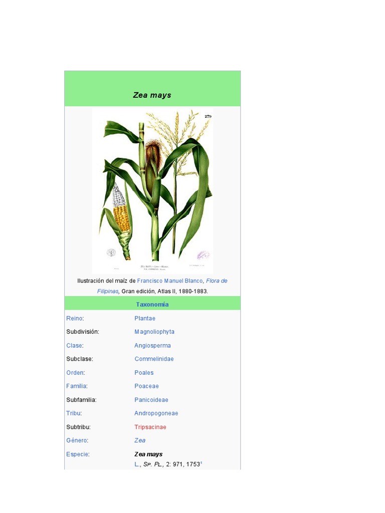 Taxonomia Maiz | PDF | Maíz | Botánica