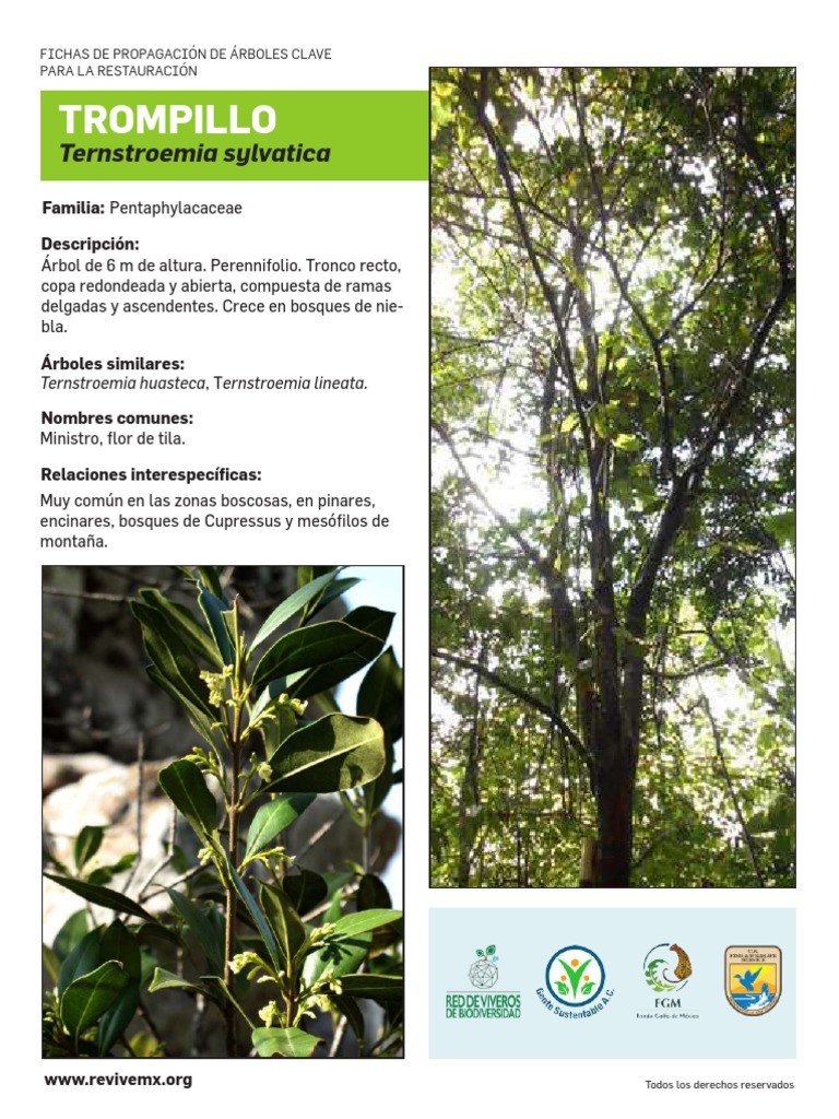 FichaPropagacion F4 Ternstroemia Sylvatica Trompillo | PDF | Ramas de ...