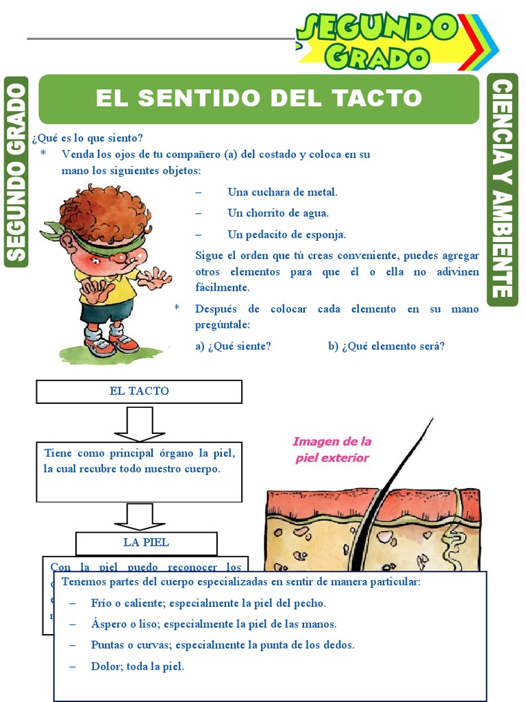 El Sentido Del Tacto para Segundo Grado de Primaria | PDF | Piel