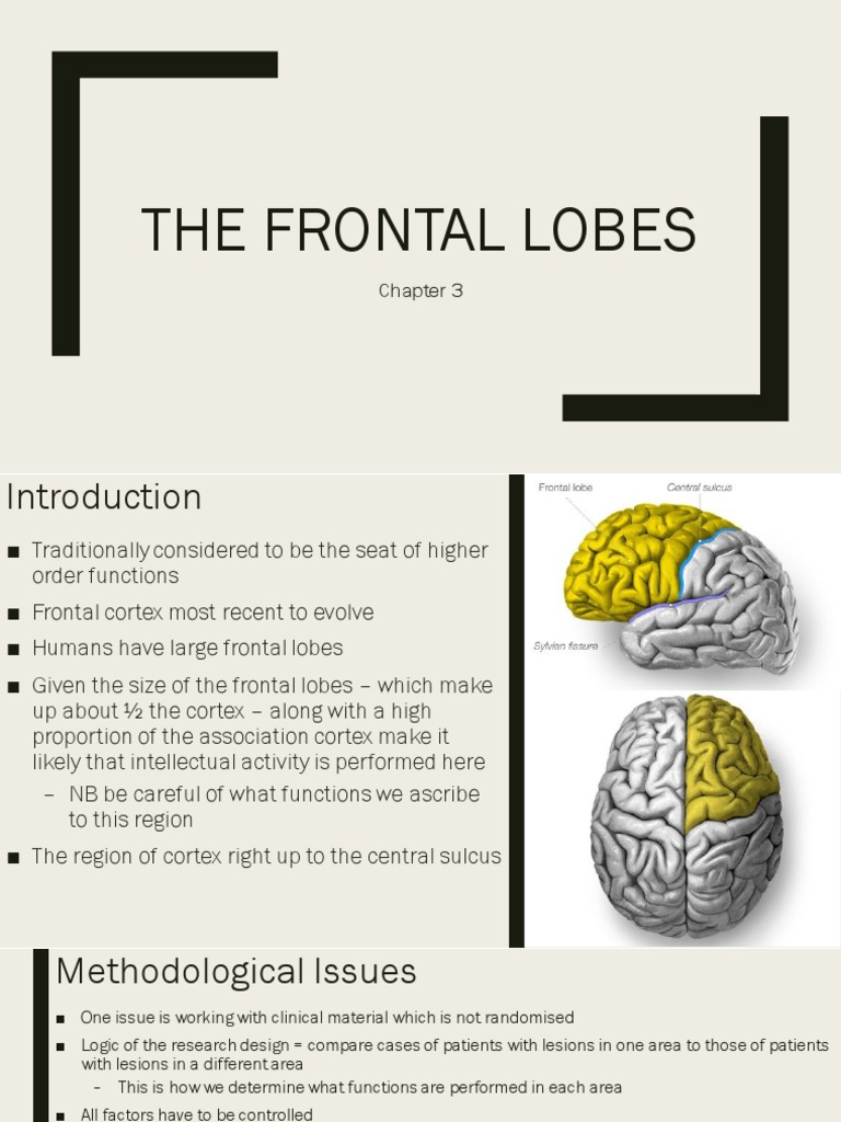 Chapter 3 | Download Free PDF | Cerebral Cortex | Lateralization Of Brain Function