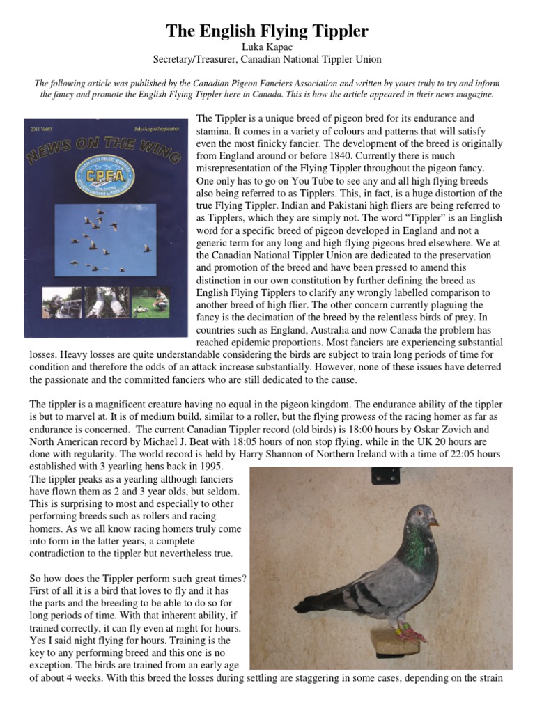 The English Flying Tippler by Luka Kapac | PDF