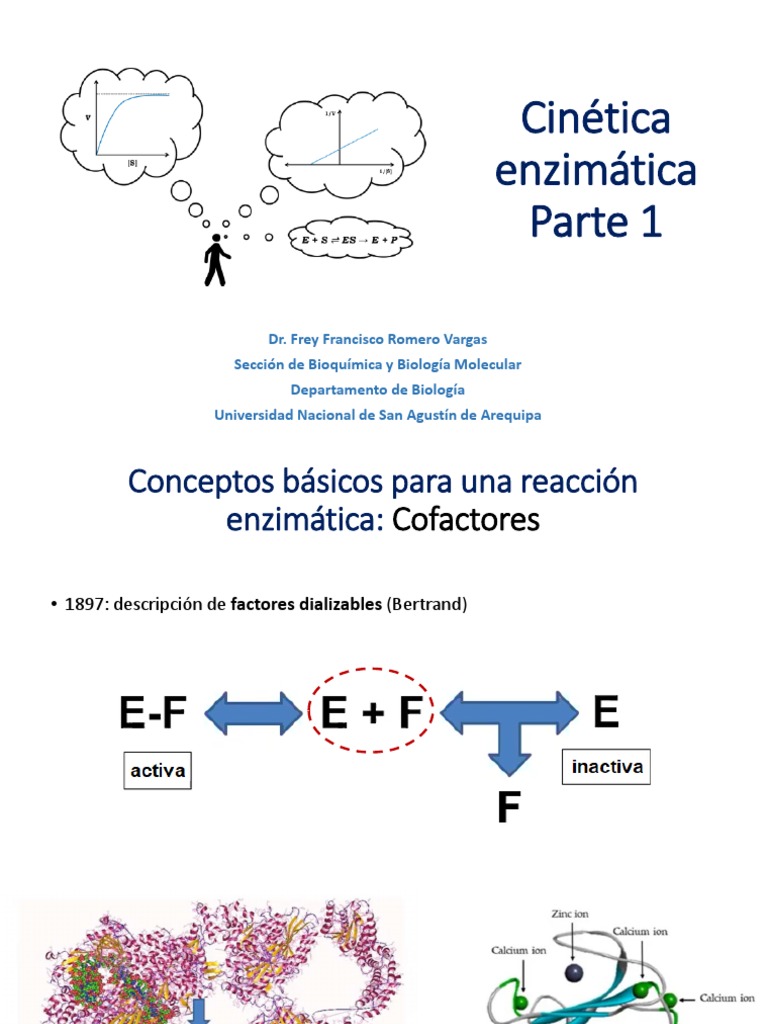 Cinetica Enzimatica | PDF | Enzima | La cinética de enzimas