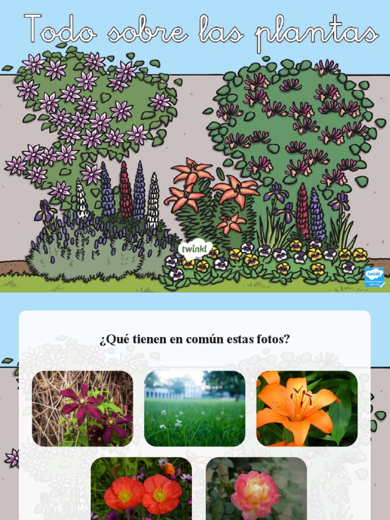 es-t-sc-272-todo-sobre-las-plantas-presentacion (1) | PDF | Plantas | Raíz