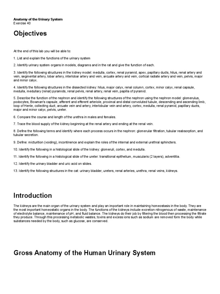 Anatomy of The Urinary System Pre Lab | PDF | Kidney | Urinary System