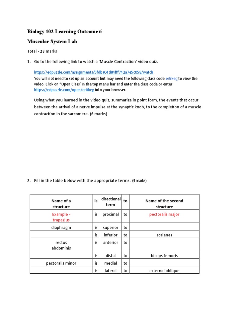 LO6 Muscular System Lab | PDF | Muscle Contraction | Skeletal Muscle