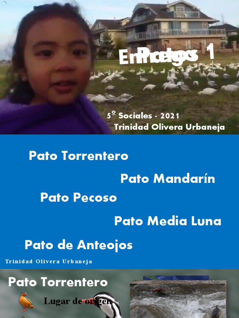 Ciclo de Vida y Tipos de Patos | PDF | Aves de corral | Aves Acuáticas