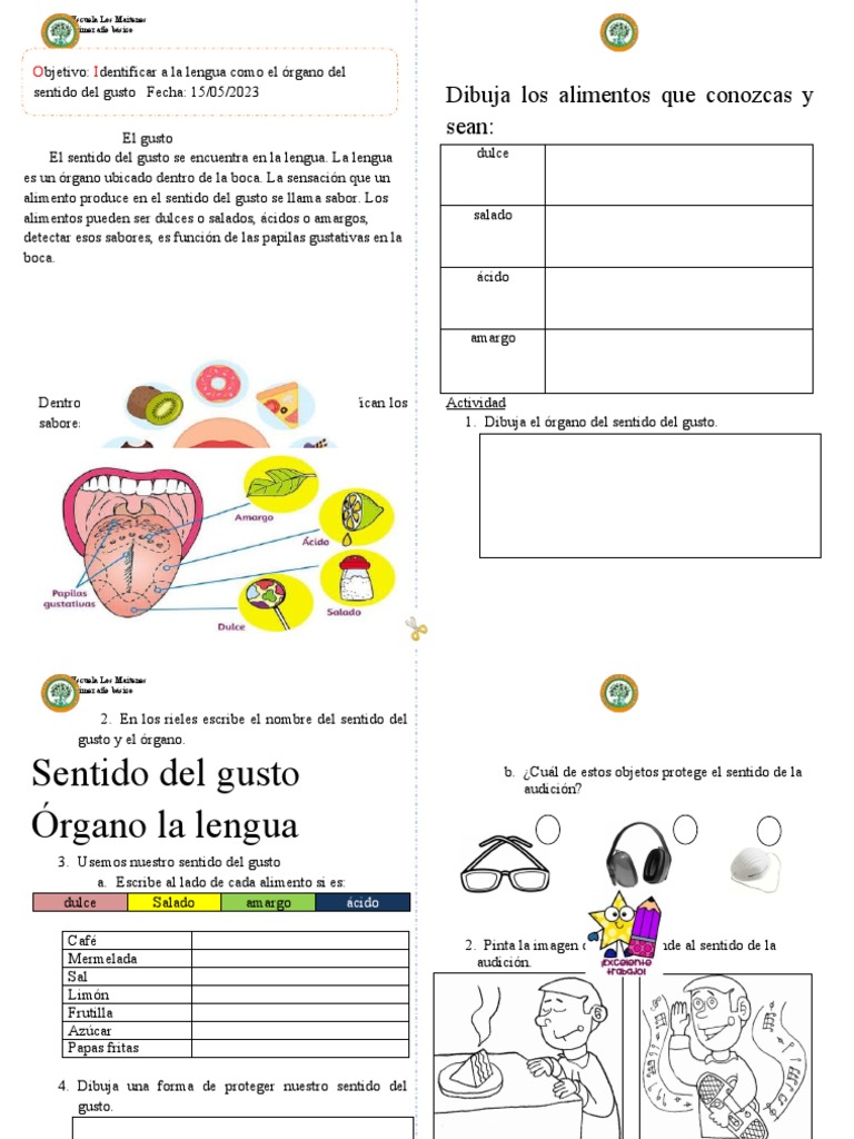 Ciencias Sentidos | PDF | Gusto | Anatomía