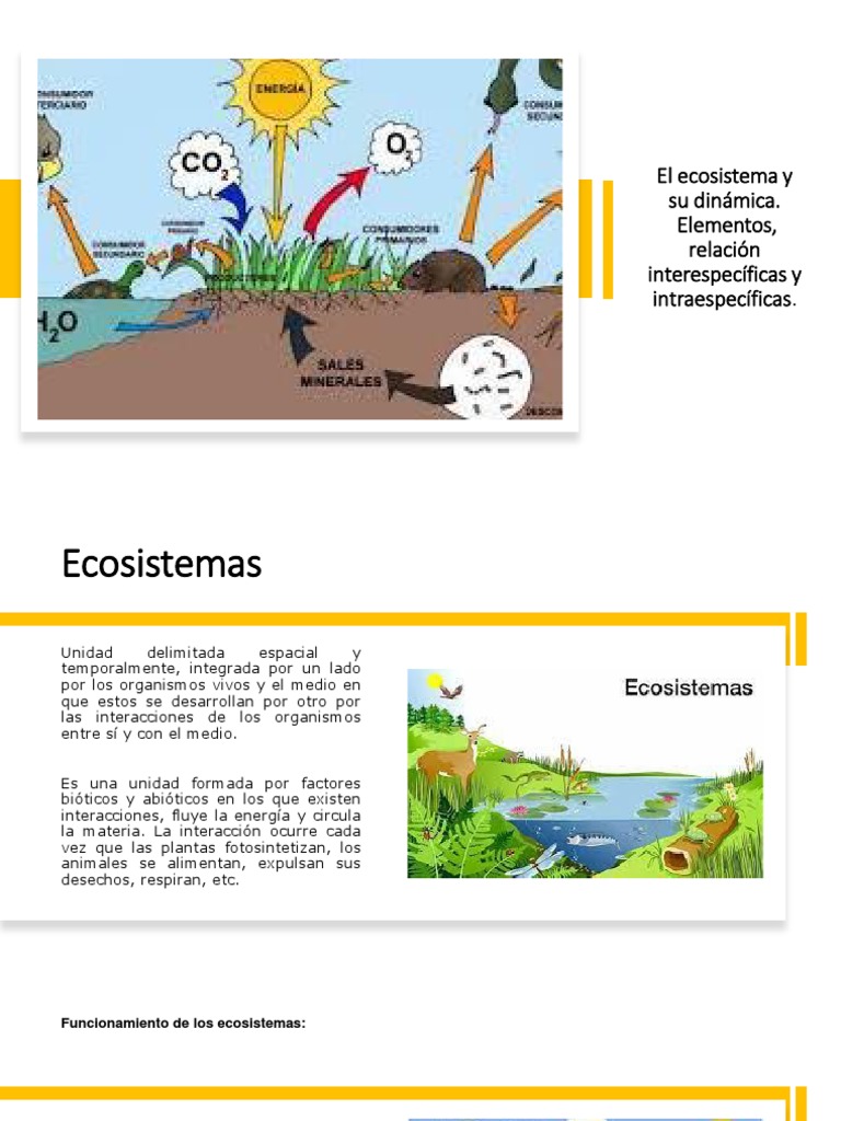 El Ecosistema y Su Dinámica. Elementos, Relación Interespecíficas y ...