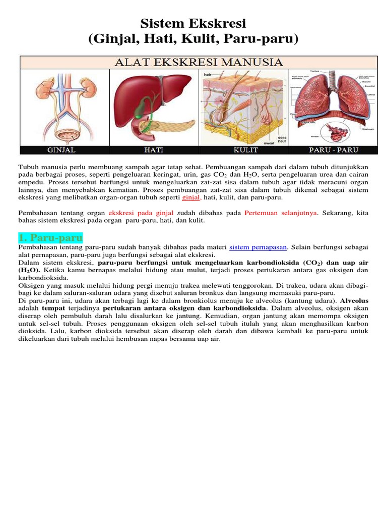 XI MIPA 4, Sistem Ekskresi (Paru, Hati, Kulit) | PDF