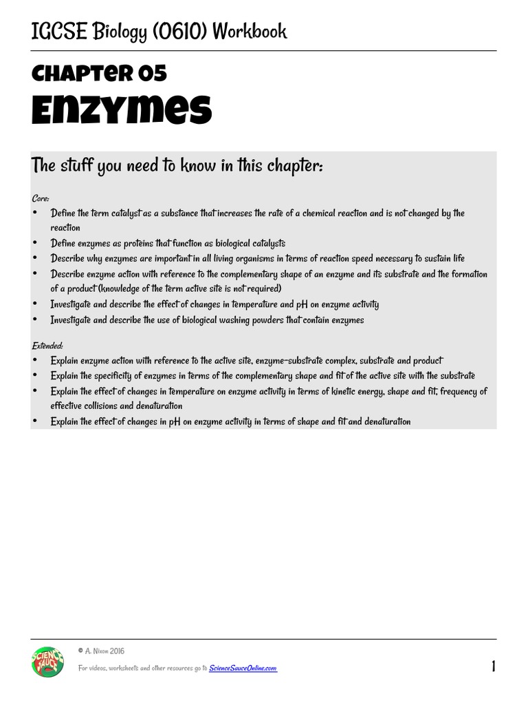 05 - Enzymes | PDF | Enzyme | Active Site